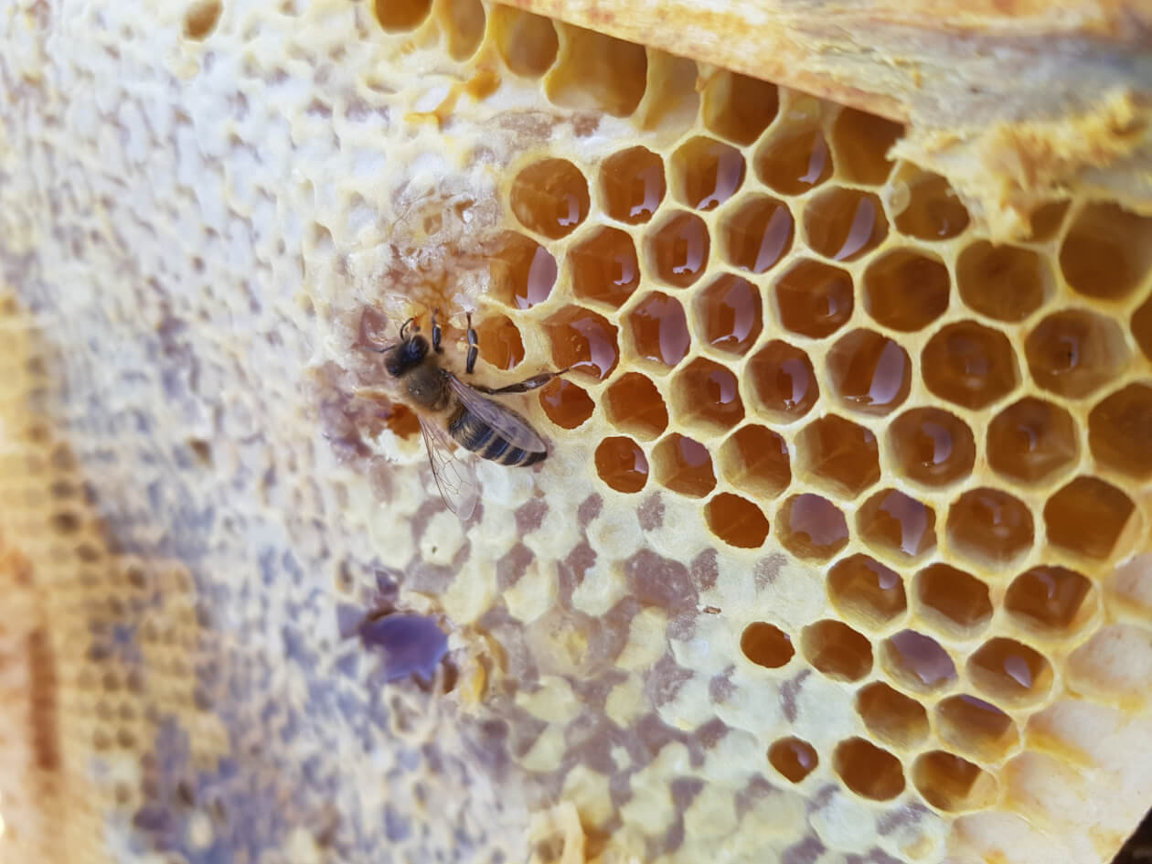 Biene auf Honigwabe – Wiener Prater-Honig – Bio-Honig Wien – Bio ...
